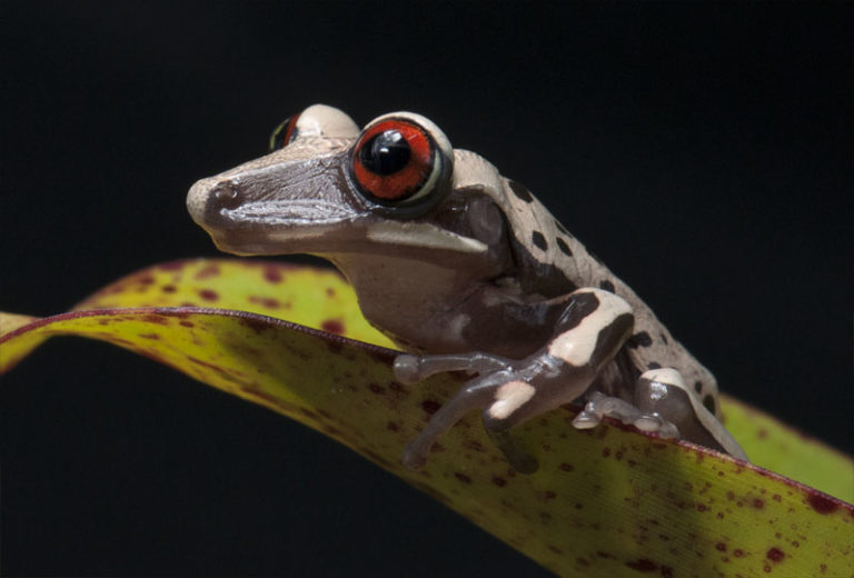 Frog Skeleton: An Overview (with Diagrams) - Mr. Amphibian