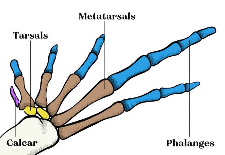 Frog Skeleton: An Overview (with Diagrams) - Mr. Amphibian