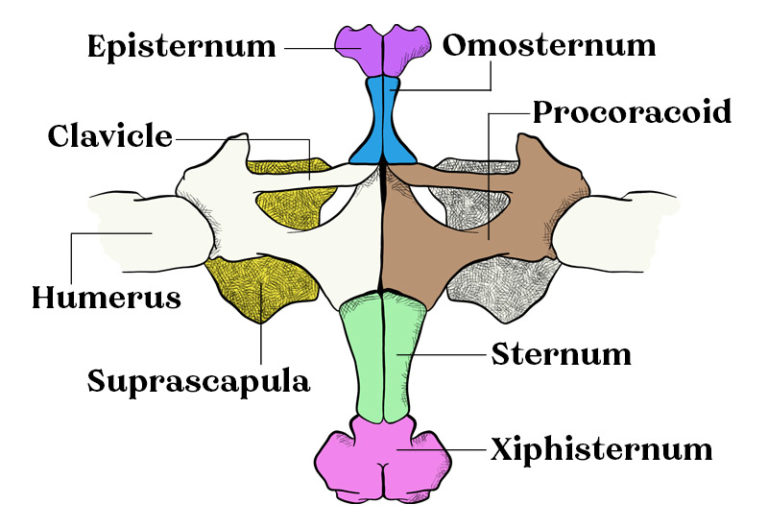 Frog Skeleton: An Overview (with Diagrams) - Mr. Amphibian