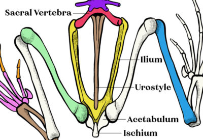 Frog Skeleton: An Overview (with Diagrams) - Mr. Amphibian