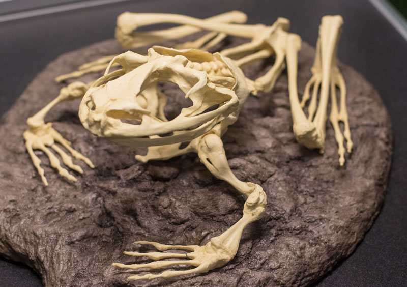 Frog Skeleton An Overview with Diagrams Mr Amphibian Frog Skeleton An Overview with Diagrams Mr Amphibian