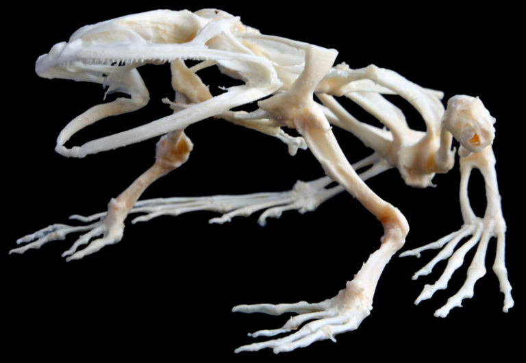 Frog Skeleton: An Overview (with Diagrams) - Mr. Amphibian
