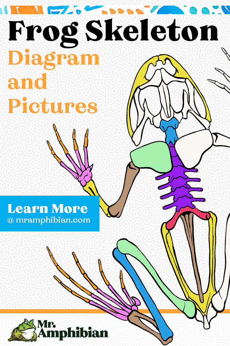 Frog Skeleton An Overview with Diagrams Mr Amphibian Frog Skeleton An Overview with Diagrams Mr Amphibian