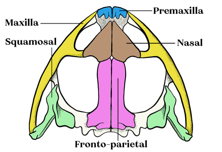 Frog Skeleton: An Overview (with Diagrams) - Mr. Amphibian