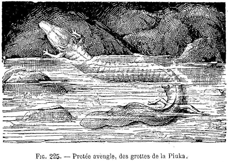 Amphibian Quiz (Moderate) - Mr. Amphibian