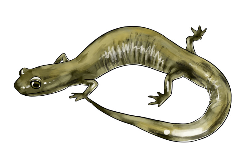 Amphibian Quiz (Moderate) - Mr. Amphibian