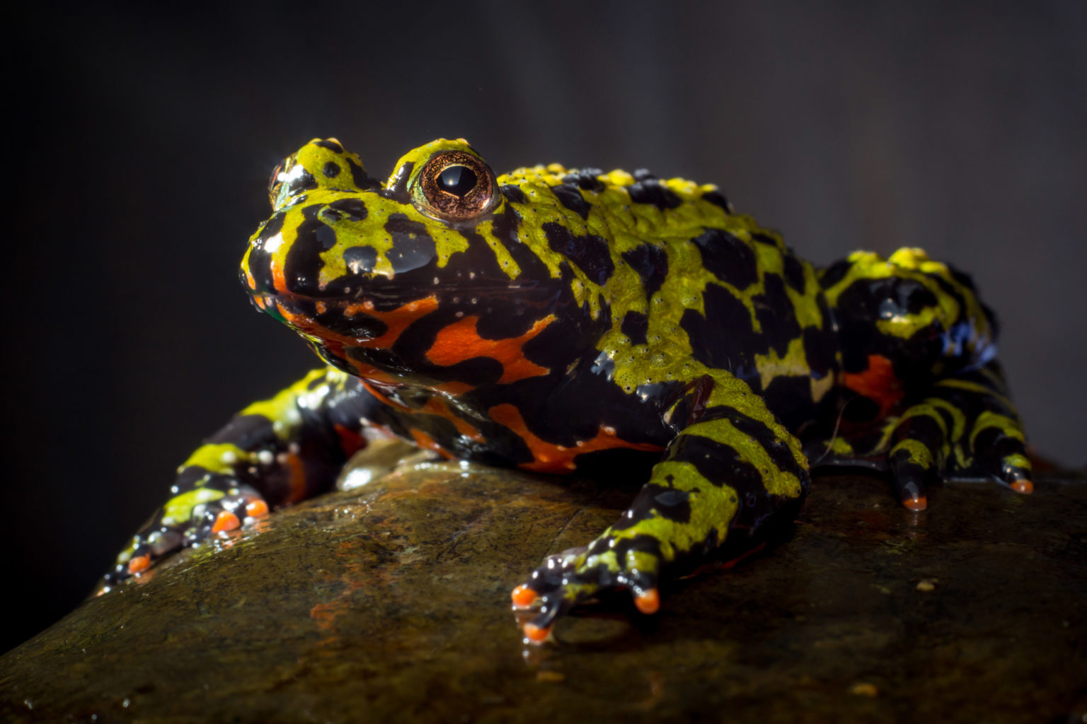 10 Most Popular Pet Amphibians (Ranked) - Mr. Amphibian