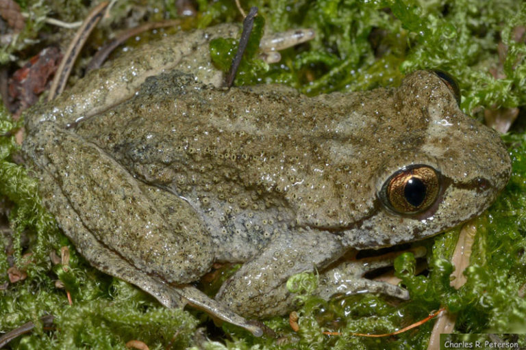 Rocky Mountain Tailed Frog - Mr. Amphibian