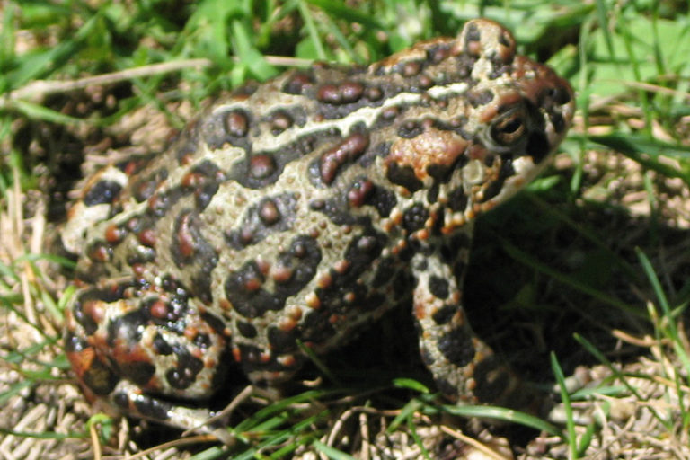 Canadian Toad - Mr. Amphibian