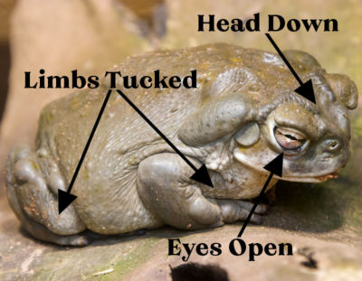 The Sleep Behavior of Frogs - Mr. Amphibian