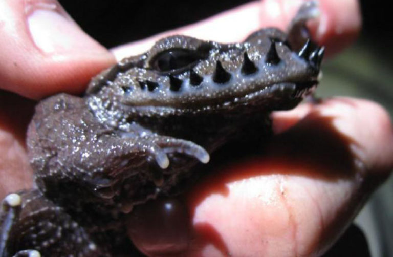 Do Frogs Have Hair? The Answer Revealed - Mr. Amphibian