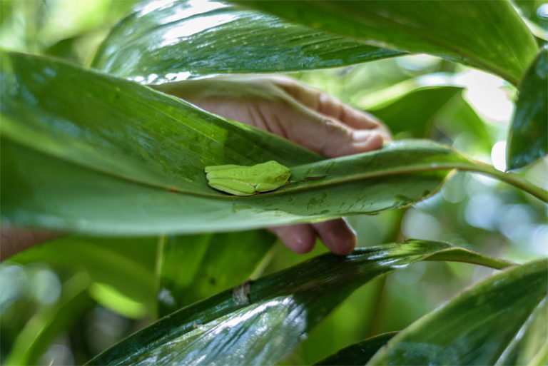 The Sleep Behavior of Frogs - Mr. Amphibian