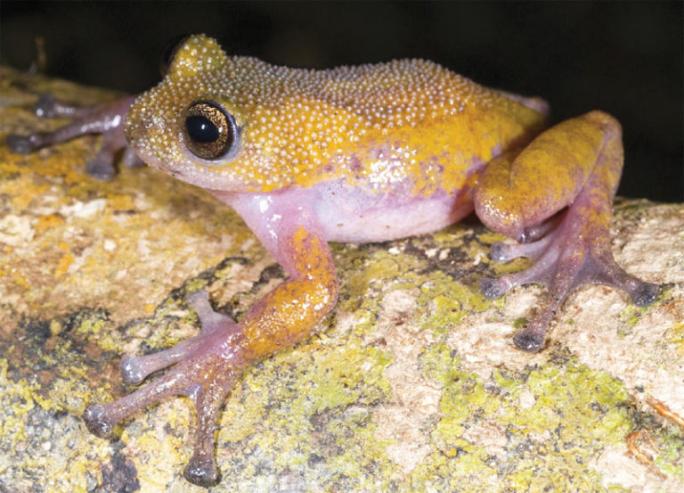 Do Frogs Have Hair? The Answer Revealed - Mr. Amphibian