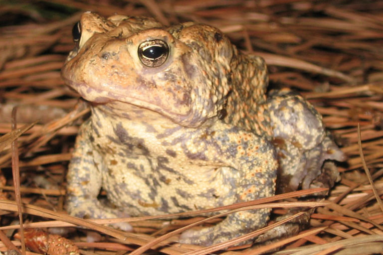Houston Toad - Mr. Amphibian
