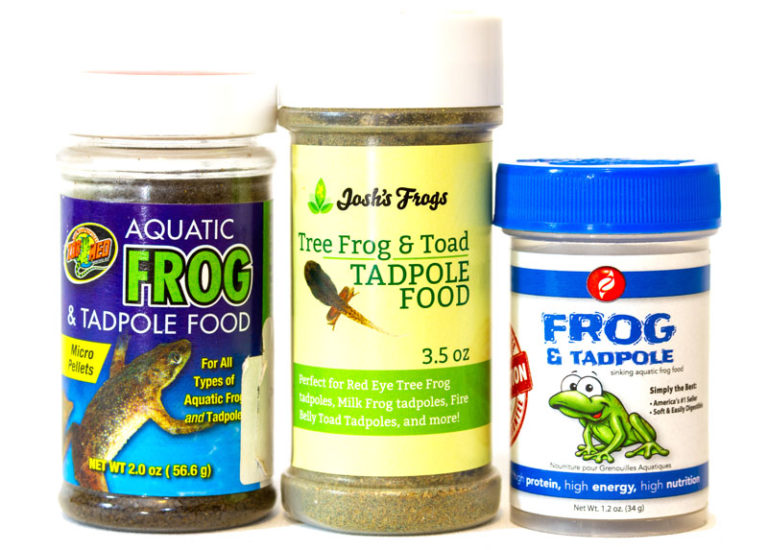 How To Raise Tadpoles: Beginner's Guide - Mr. Amphibian