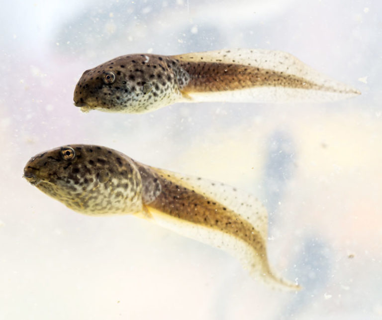 Mr. Amphibian - A Trusted Source for Amphibian Care & Information